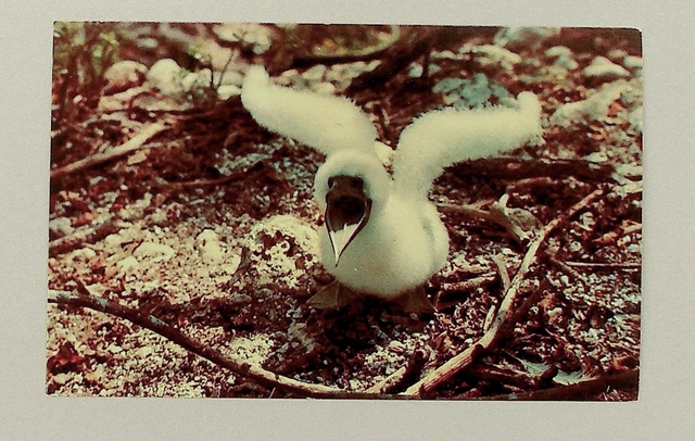 Objects | postcard: Wake Island, young guni bird | SFO Museum